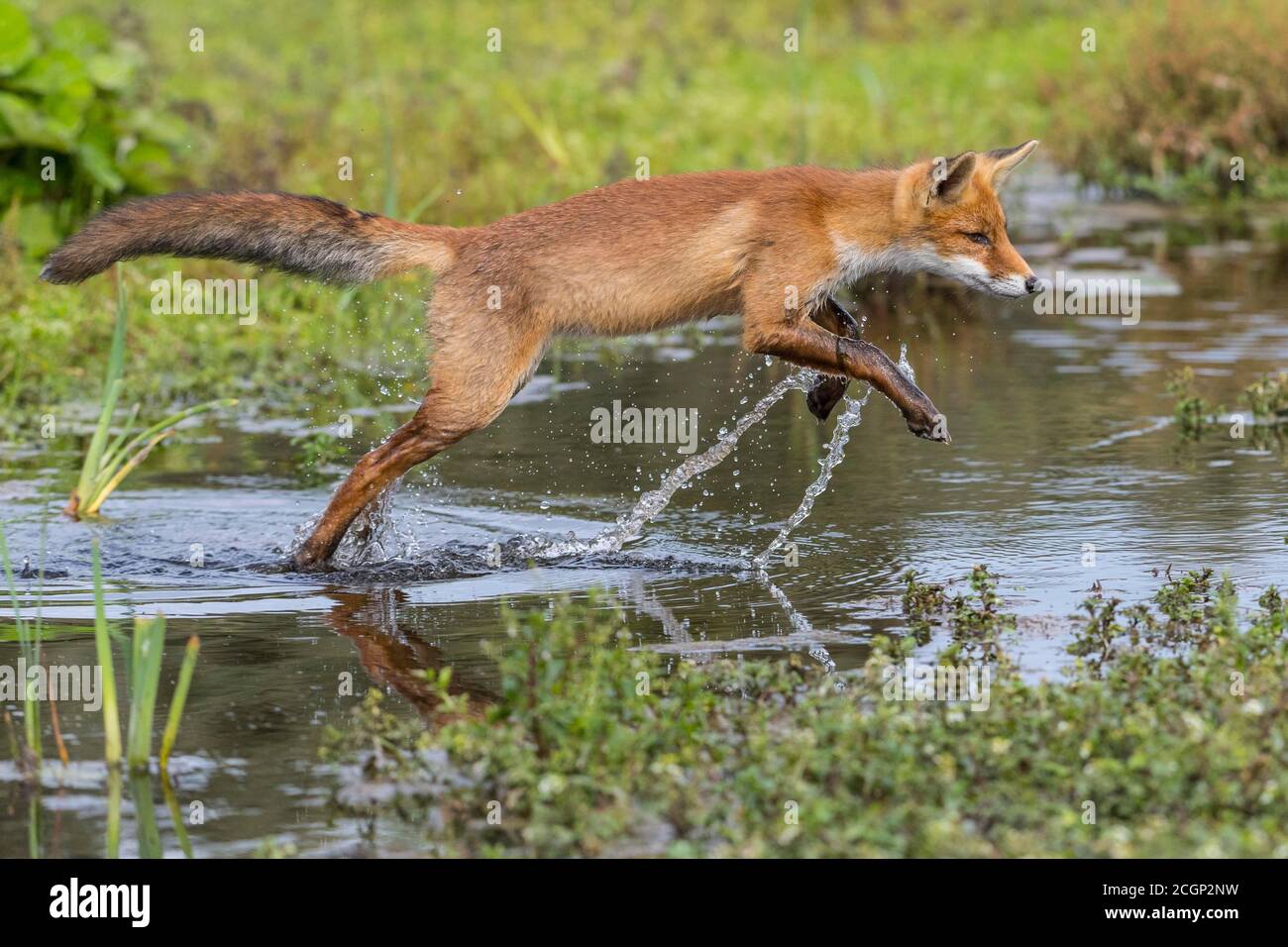 Red fox (Vulpes vulpes), Young fox jumps over a water body, Jump ...