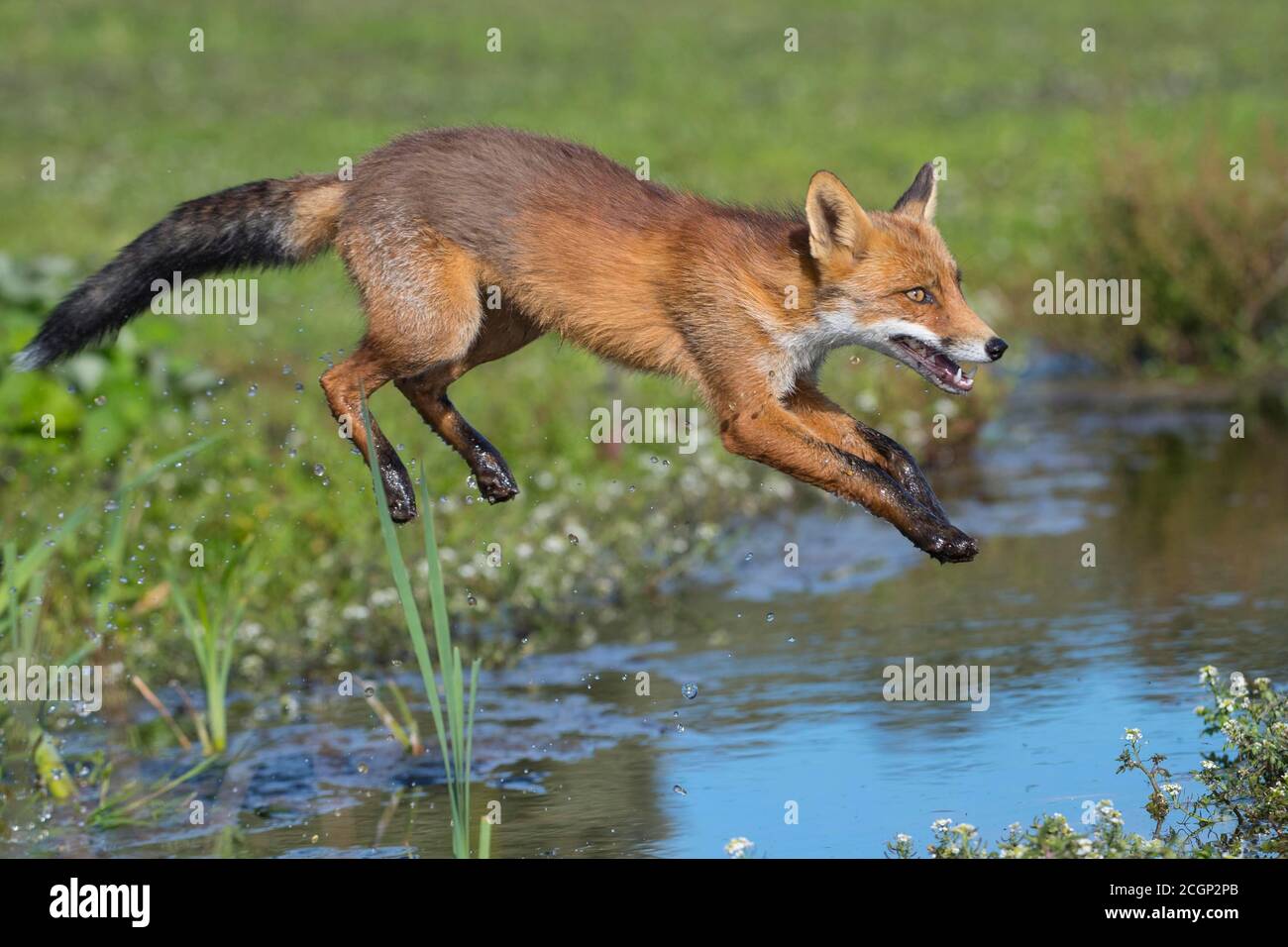 Red fox (Vulpes vulpes), Young animal jumps over a water body, Jump ...
