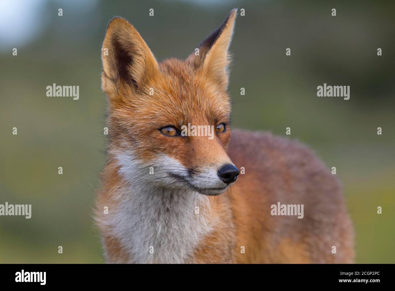 Red fox (Vulpes vulpes), Young fox secures, Portrait, Netherlands Stock ...