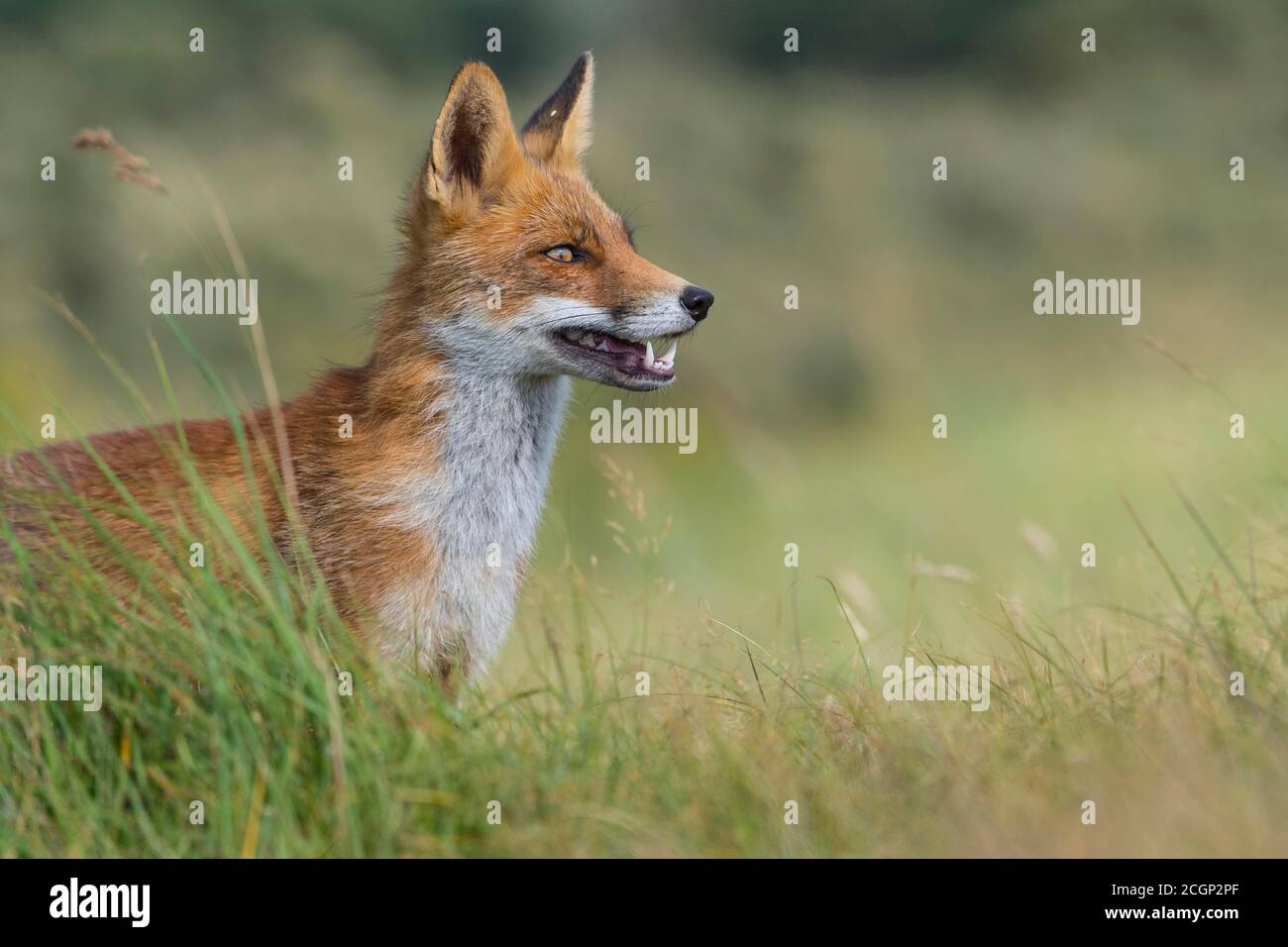 Red fox (Vulpes vulpes), Portrait with open mouth, attentive ...