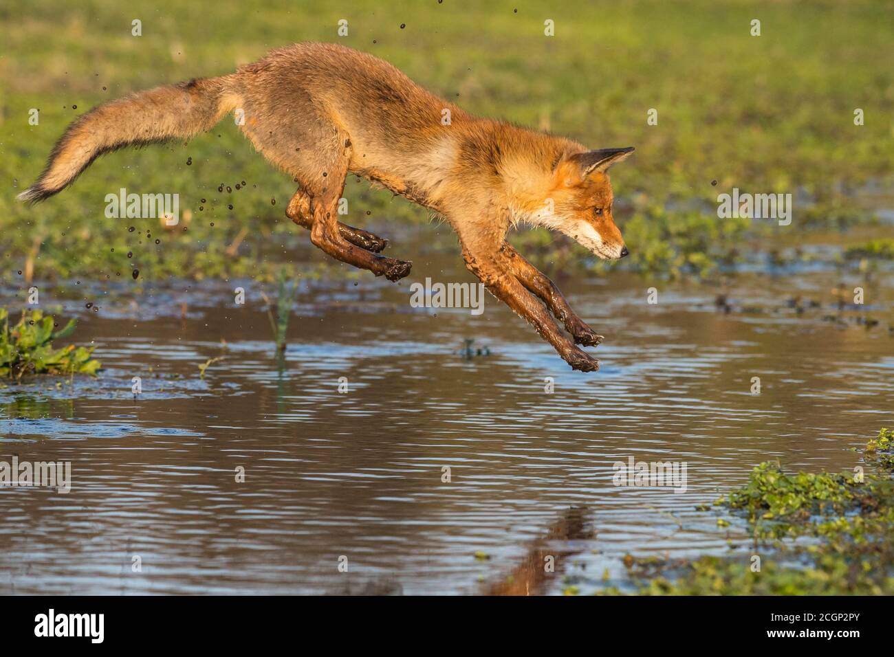 Red fox (Vulpes vulpes) jumps over a water body, jump, action ...
