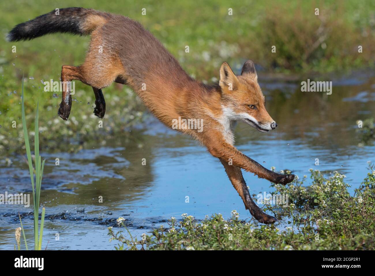 Red fox (Vulpes vulpes), Young animal jumps over a water body, Jump ...