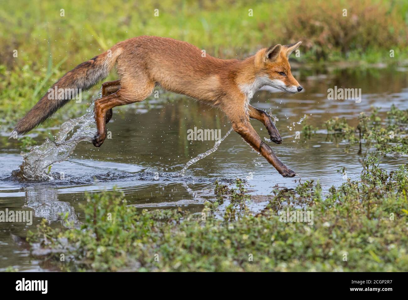 Red fox (Vulpes vulpes), Young fox jumps over a water body, Jump ...