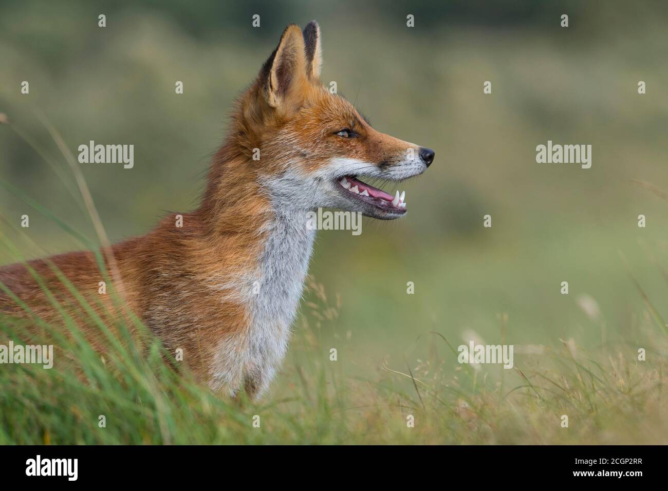 Red fox (Vulpes vulpes), Portrait with open mouth, attentive ...