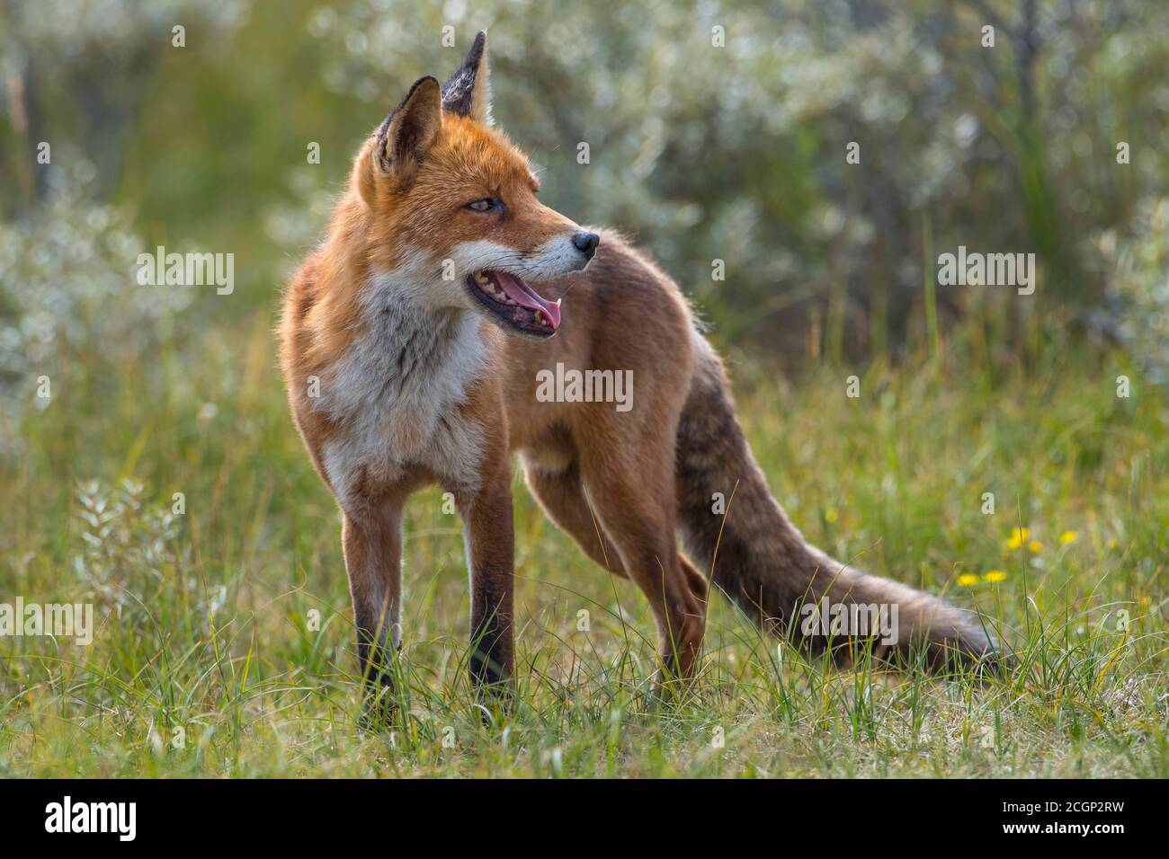Red fox (Vulpes vulpes) stands in meadow with open mouth, Netherlands Stock Photo - Alamy