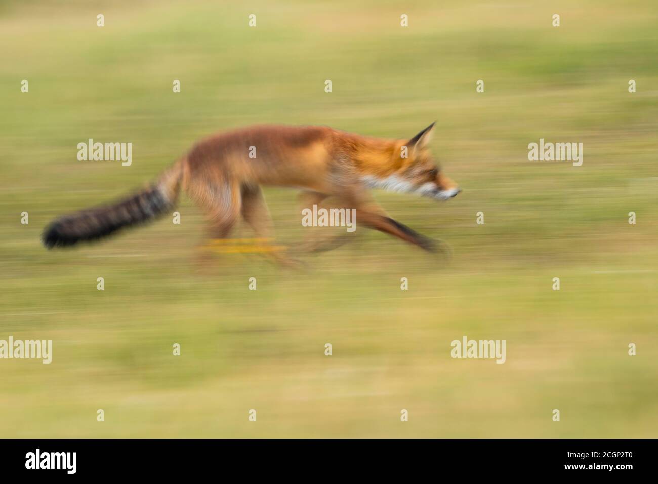 Red fox (Vulpes vulpes) sneaking on the hunt, blurred, dragged along ...