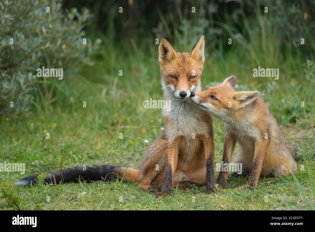 Red foxes (Vulpes vulpes), Mother and young animal, sitting next to ...