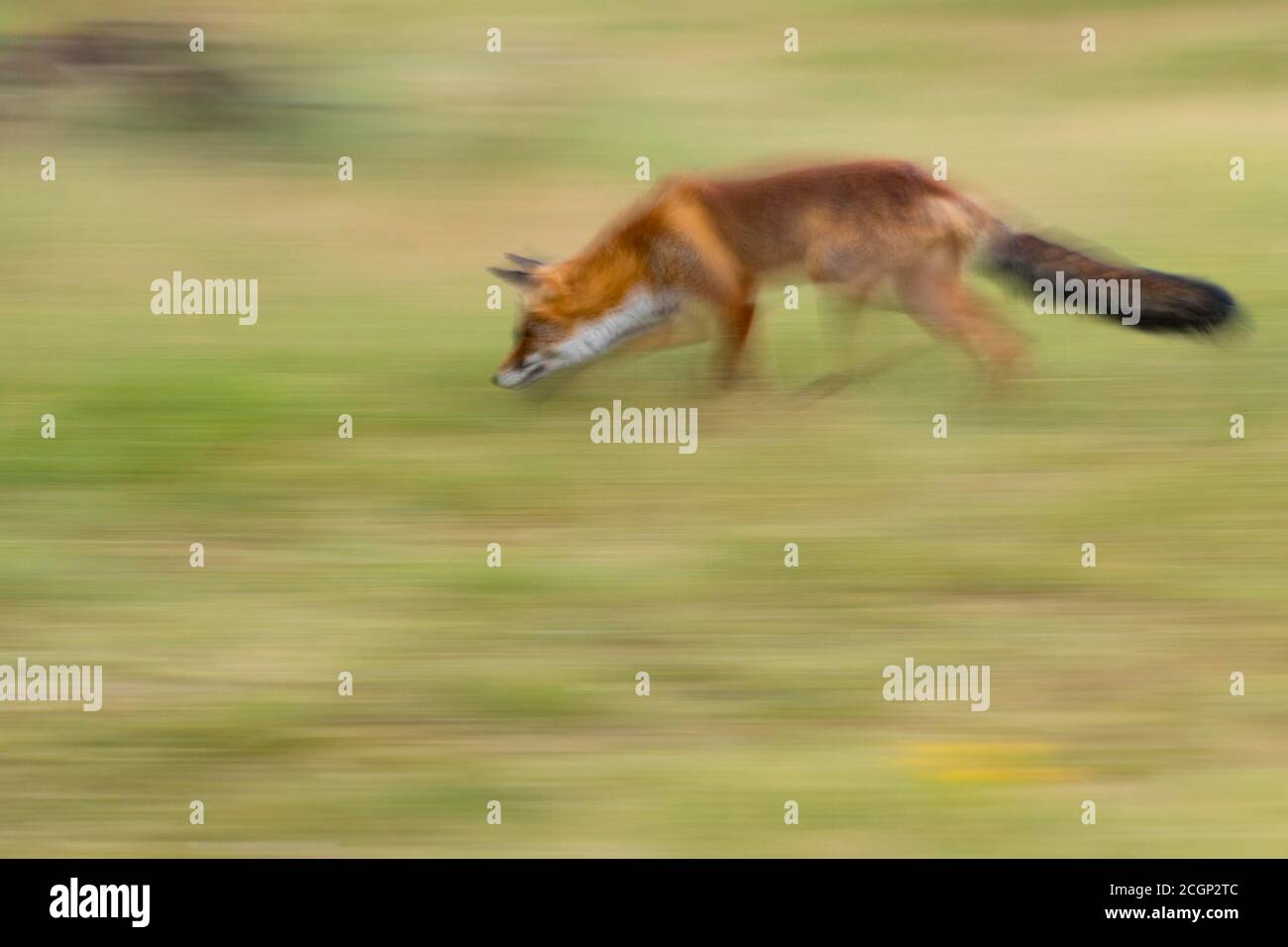 Red fox (Vulpes vulpes) sneaking on the hunt, blurred, dragged along ...