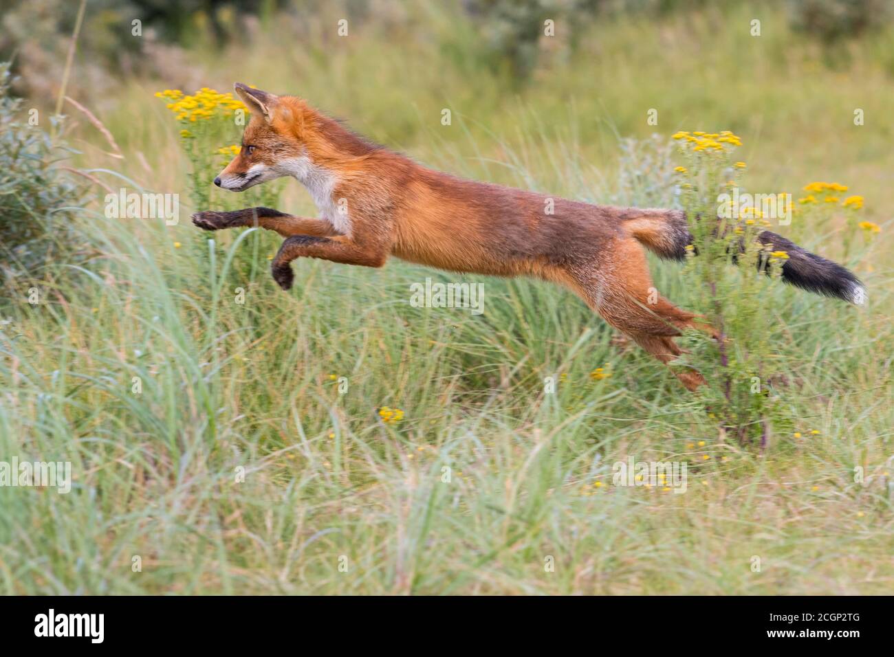 Red fox (Vulpes vulpes) runs across a meadow, jump, Netherlands Stock ...