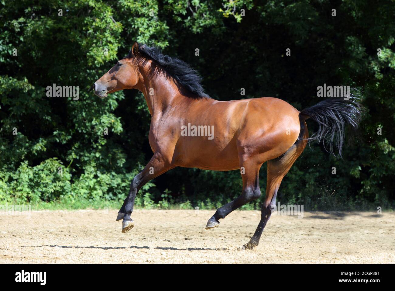 Chestnut horse running in ranch paddock on the green background Stock ...