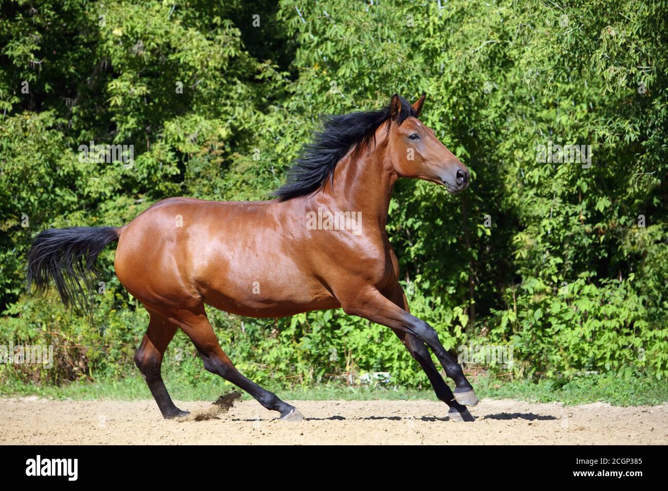 Chestnut horse running in ranch paddock on the green background Stock ...