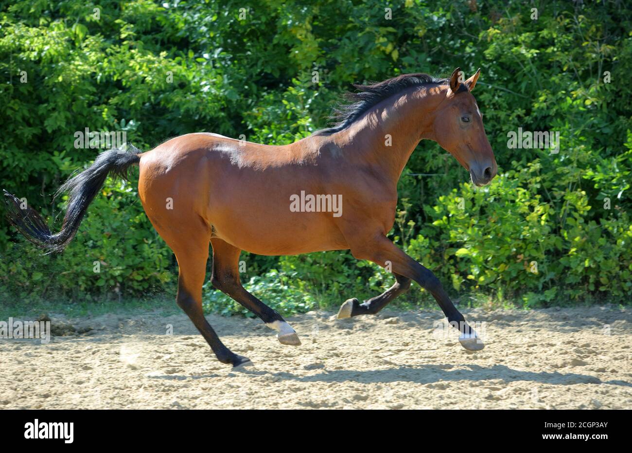 Chestnut horse running in ranch paddock on the green background Stock ...