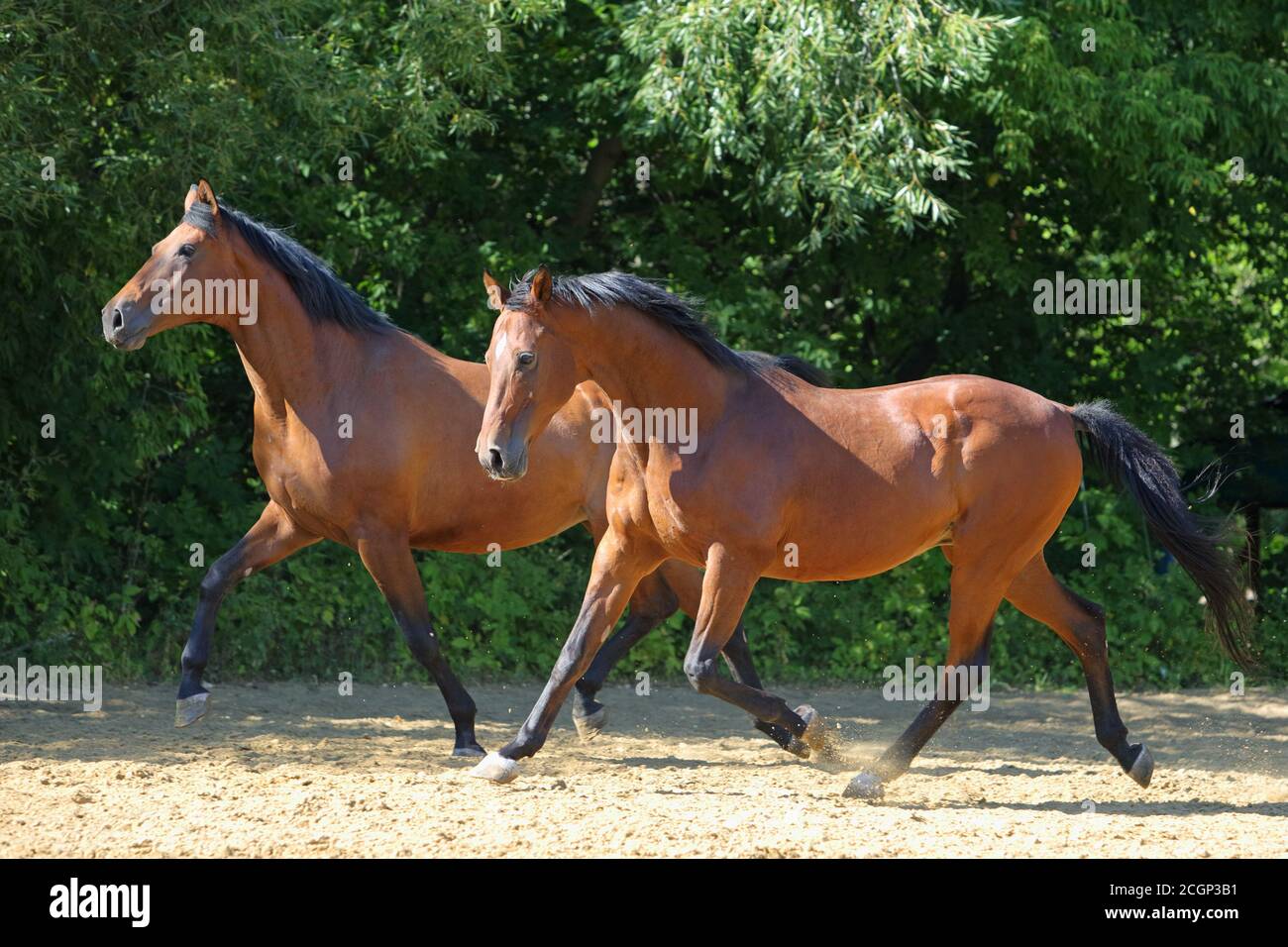 Two horses running hi-res stock photography and images - Alamy