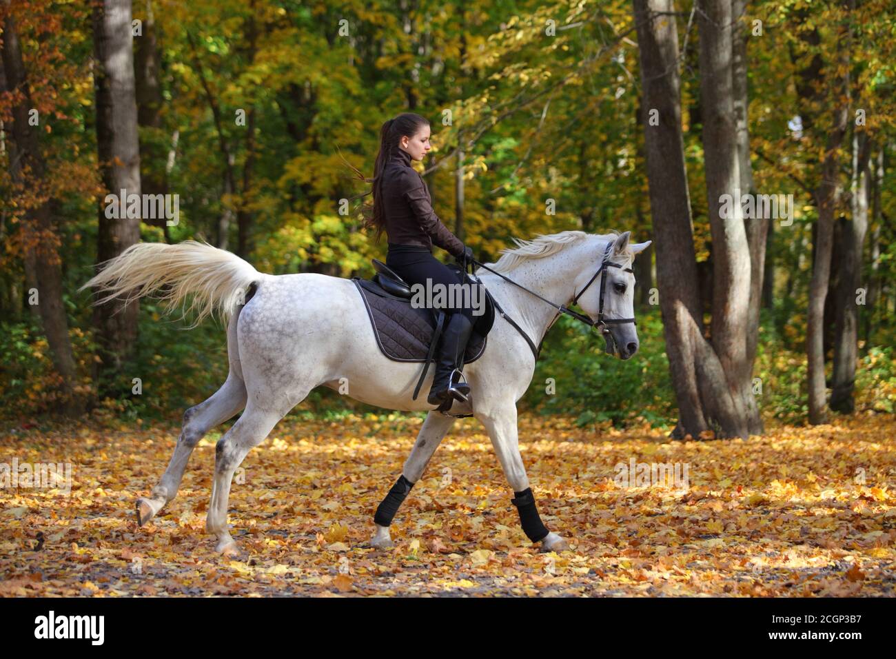Arabian forest hi-res stock photography and images - Alamy