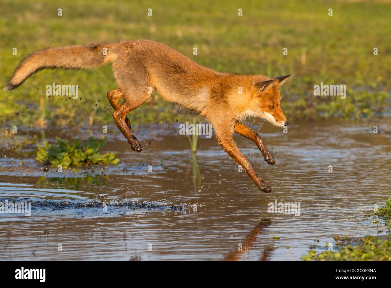 Red Fox Vulpes Vulpes Jumps High Resolution Stock Photography and ...