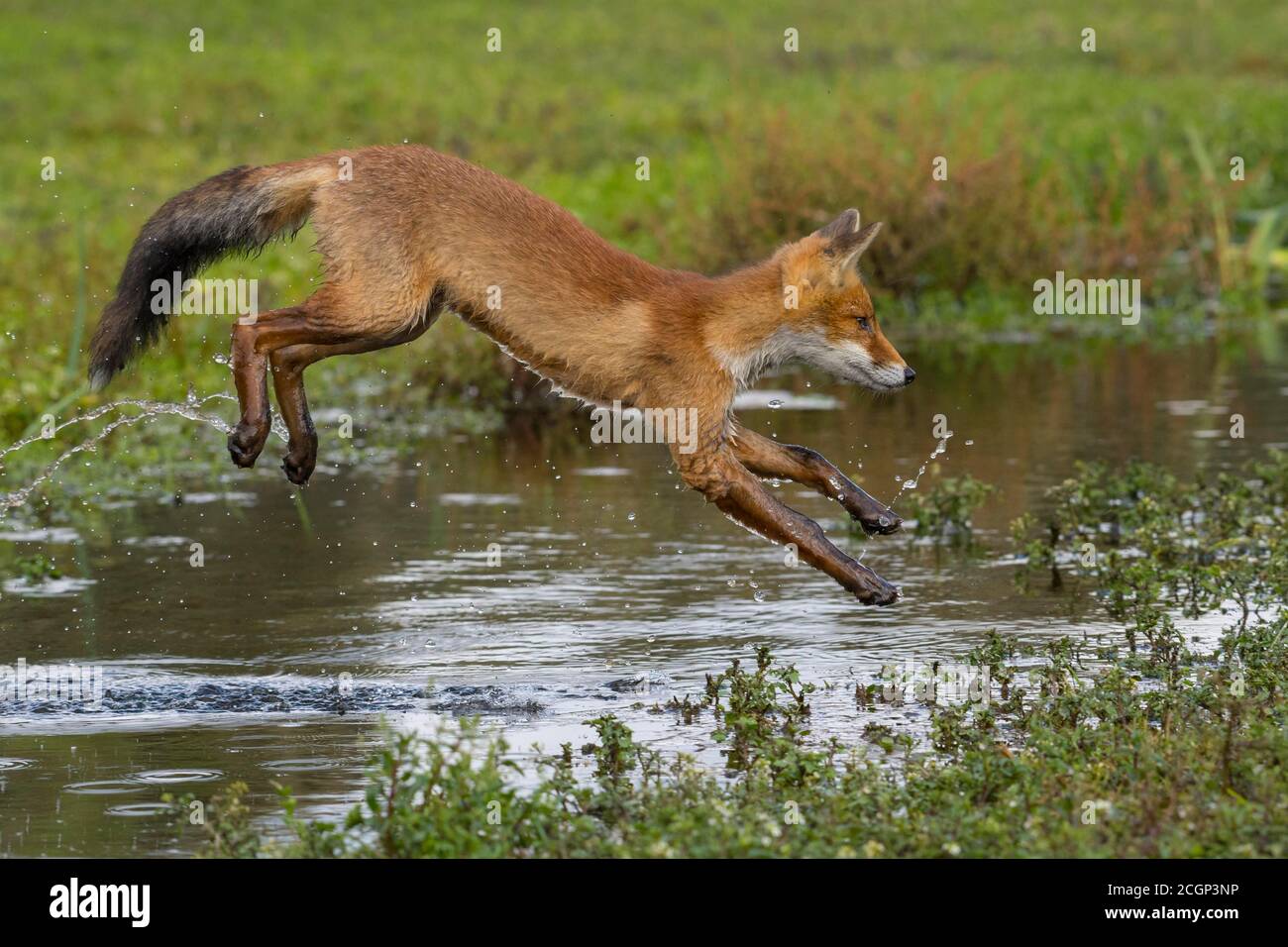 Young fox jumps over a water body hi-res stock photography and images ...