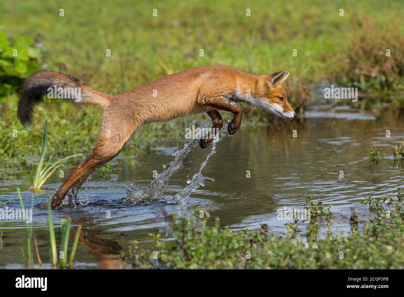 Young animal jumps over water hi-res stock photography and images - Alamy