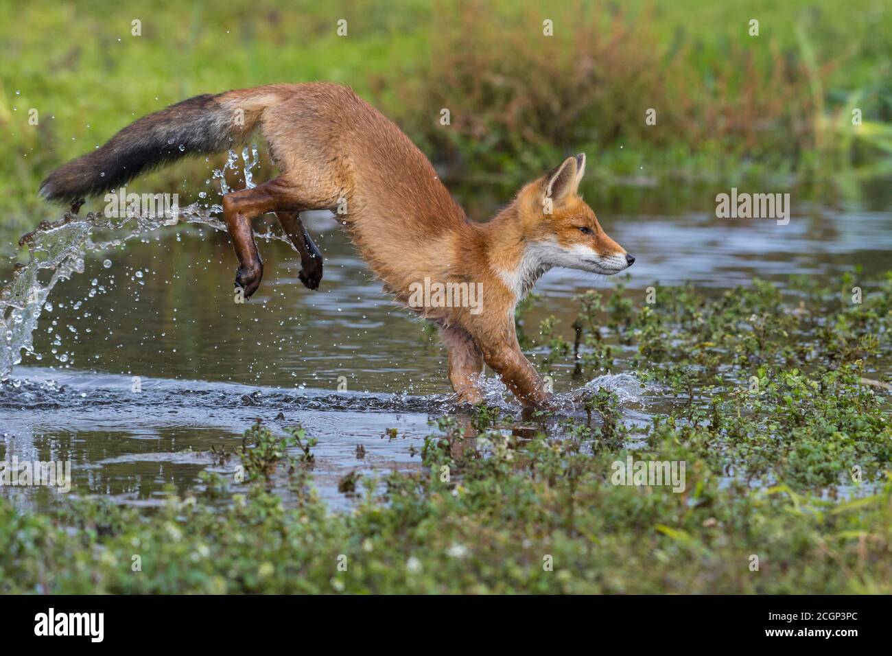 Red fox (Vulpes vulpes), Young fox jumps over a water body, Jump ...