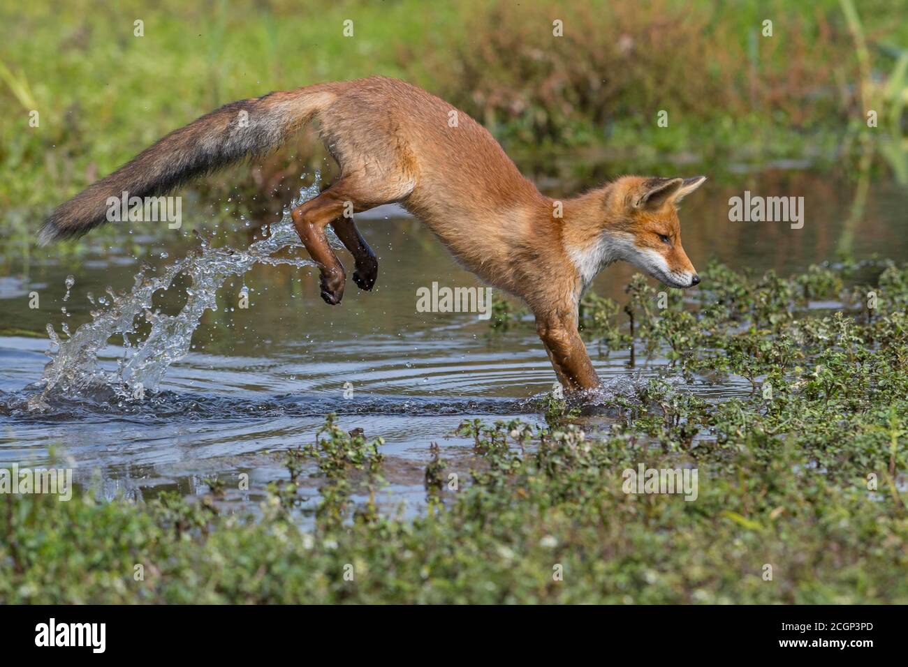 Red fox (Vulpes vulpes), Young animal jumps over water, Jump, Action ...