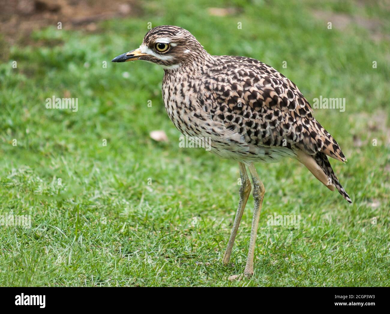 Spotted Stone Curlew 'Burhinus carensis' Adult.Found wild in East and ...