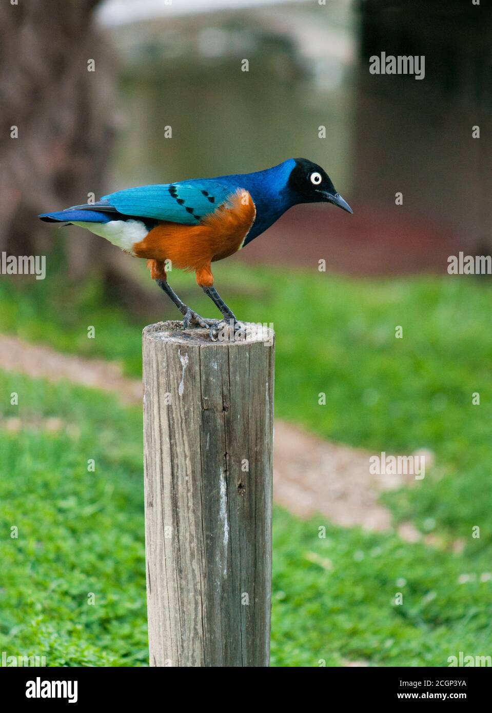 Superb Starling 'Spreo superbus' Photo in Ethiopia Stock Photo - Alamy