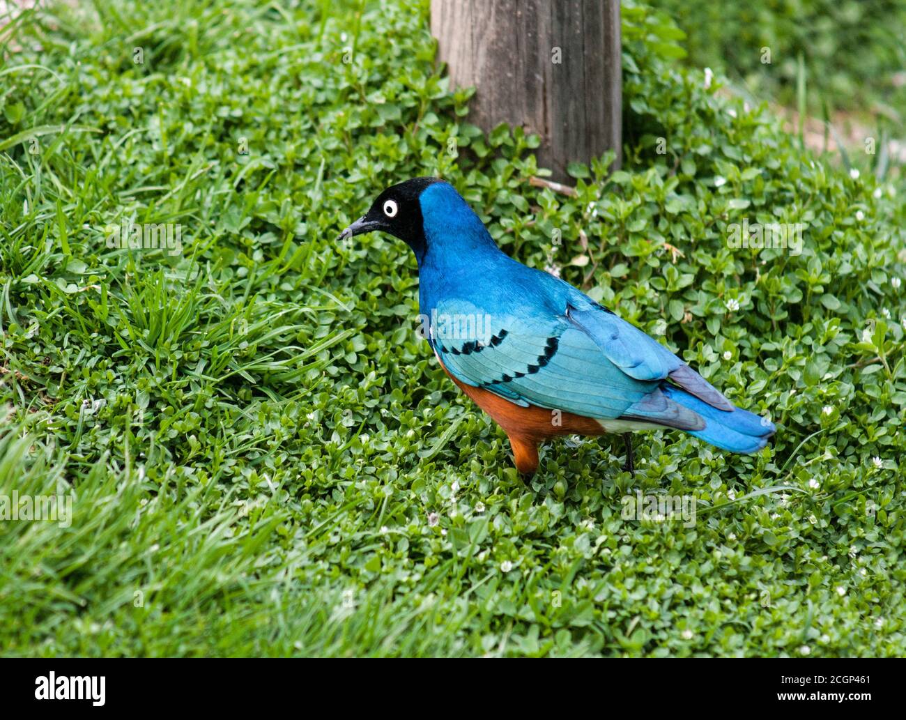 Superb Starling 'Spreo superbus' Photo in Ethiopia Stock Photo - Alamy