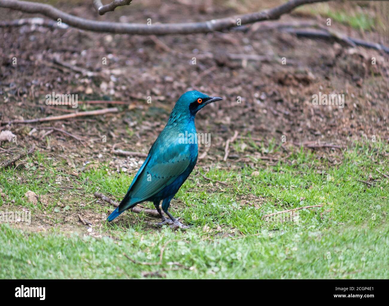 Wedge tailed Starling Lamprotornis Chalybaeus Is Found In Zambia wedge-tailed-starling-lamprotornis-chalybaeus-is-found-in-zambia