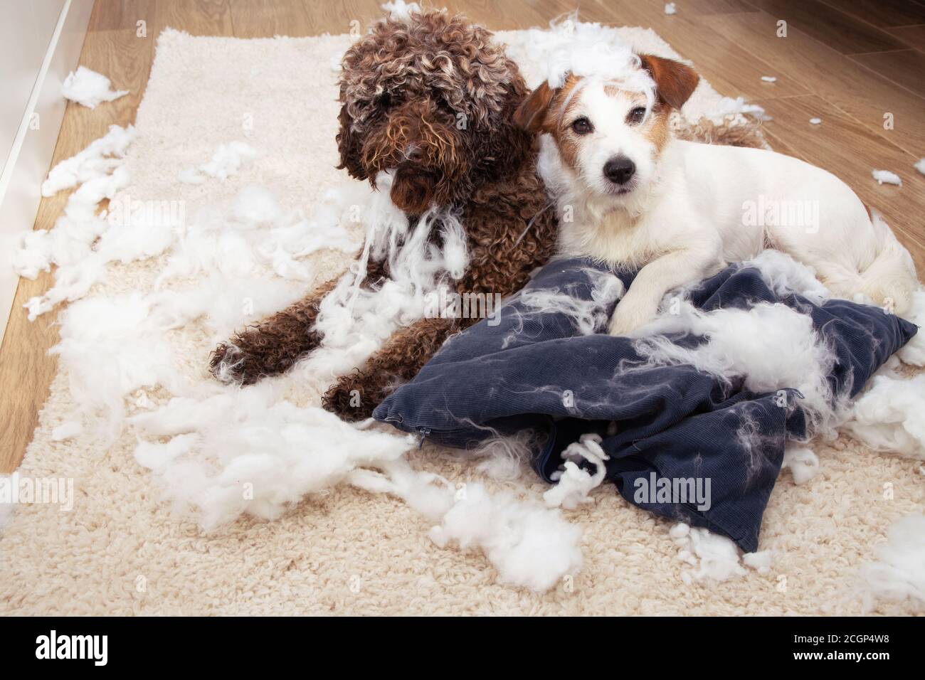 Dog mischief. Two dogs with innocent expression after destroy a pillow ...