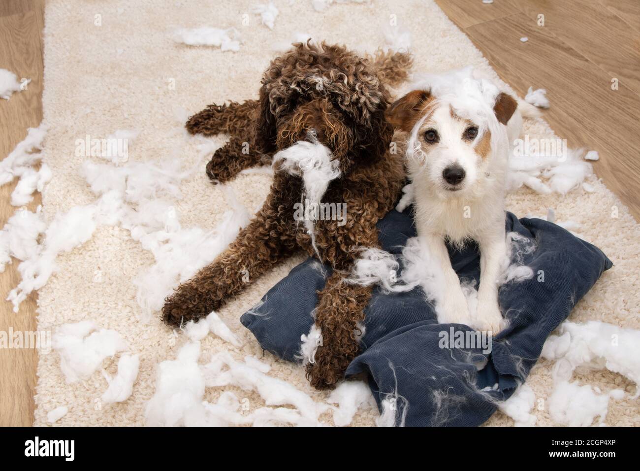 Messy house dogs hi-res stock photography and images - Alamy