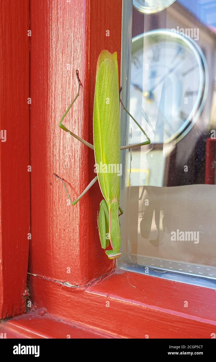 Large green grasshopper or mantis sits on the outside of a window in a ...