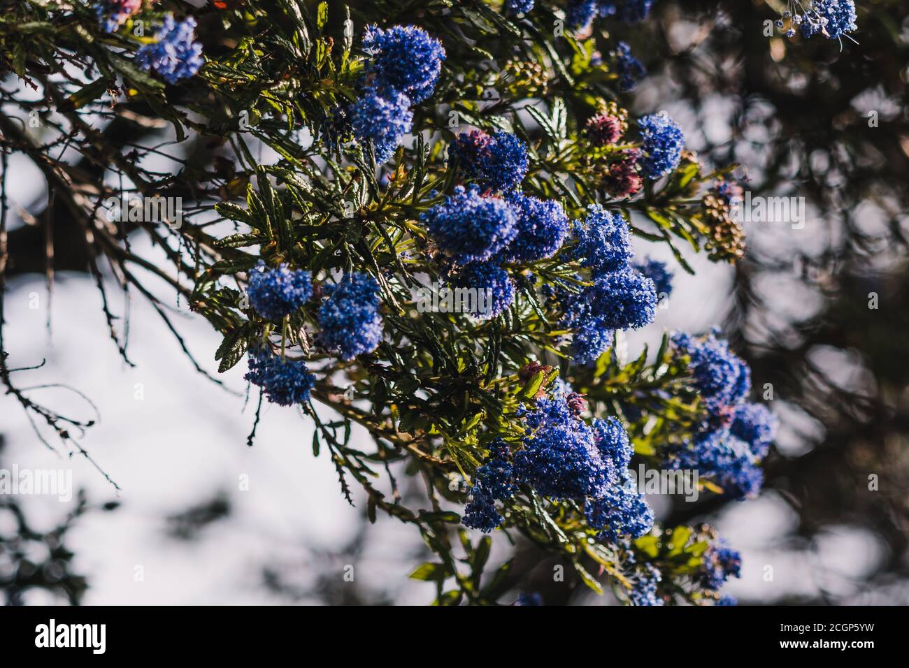 pacific blue ceanothus tree with blue flowers outdoor in sunny backyard ...