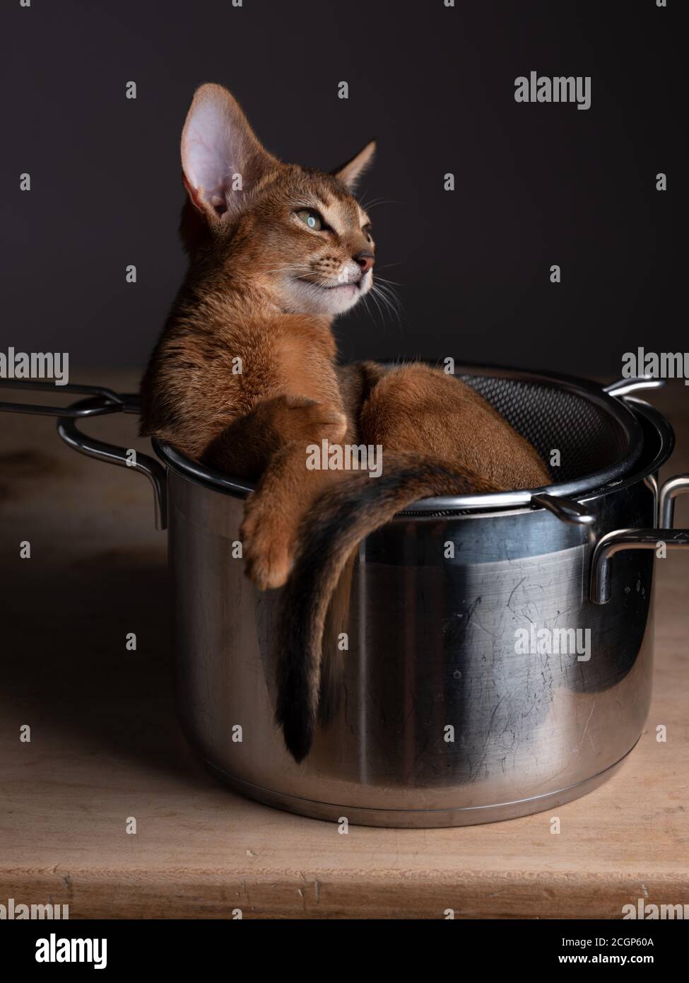 Cat in cooking pot hi-res stock photography and images - Alamy