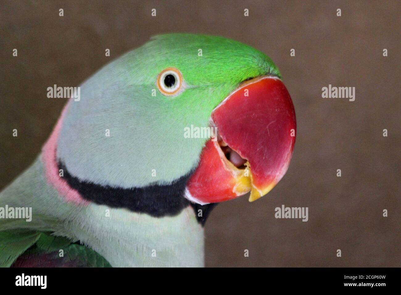 Alexandersittich hi-res stock photography and images - Alamy