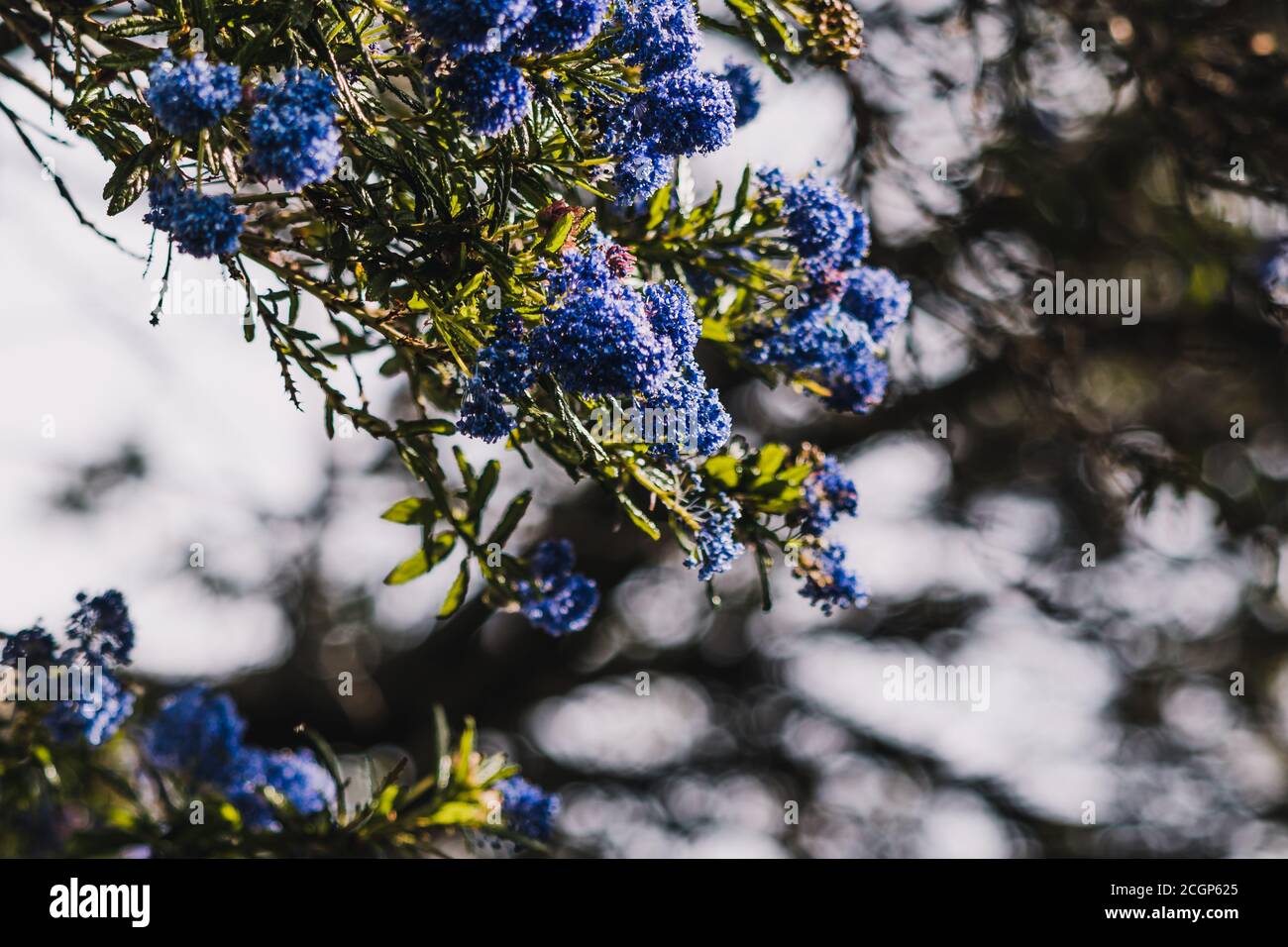 pacific blue ceanothus tree with blue flowers outdoor in sunny backyard ...
