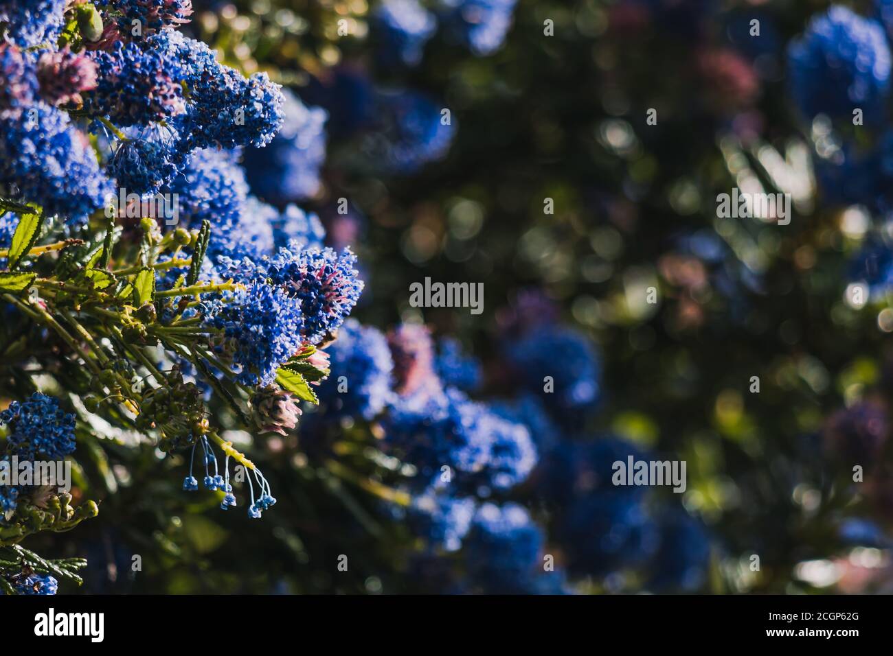 pacific blue ceanothus tree with blue flowers outdoor in sunny backyard ...