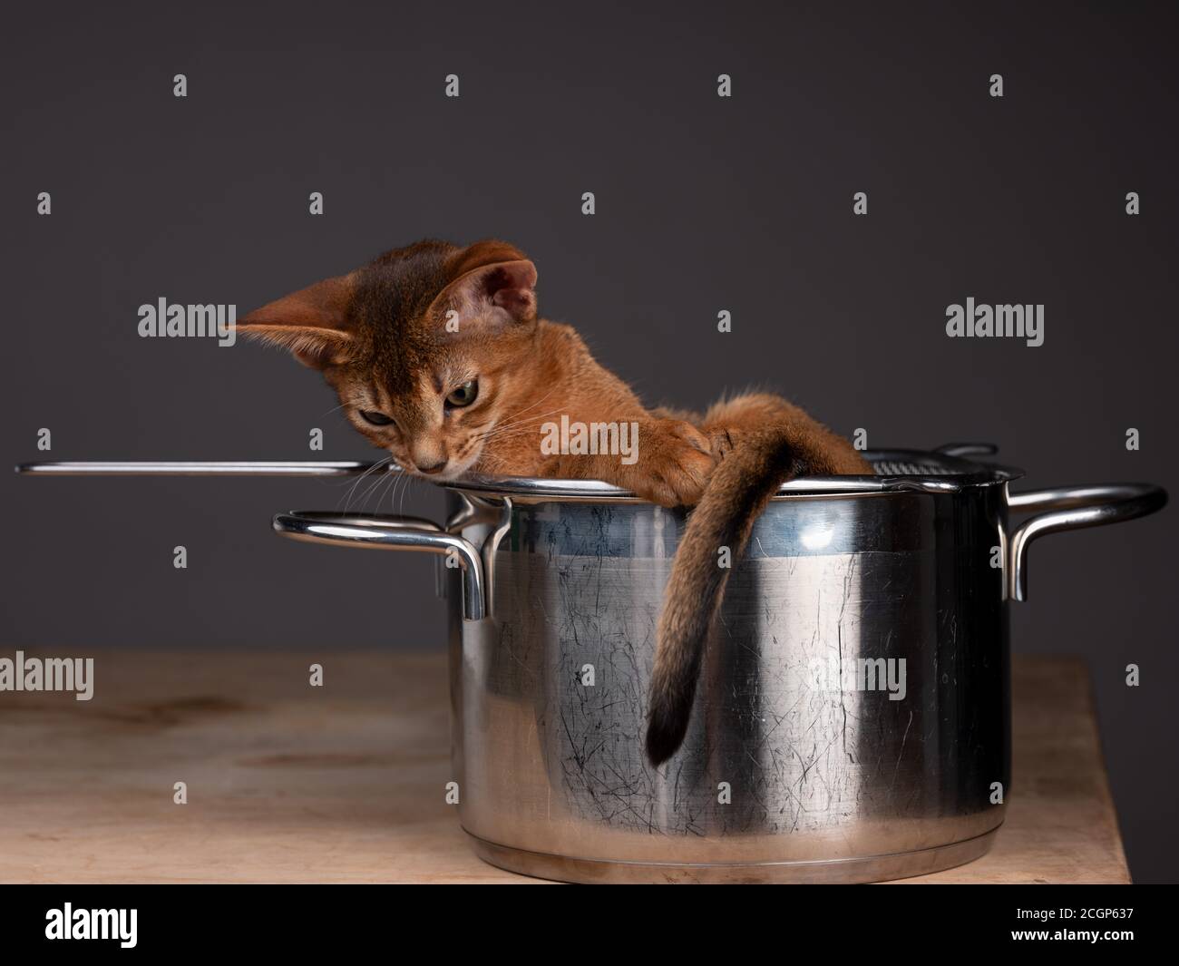 Cat in cooking pot hi-res stock photography and images - Alamy