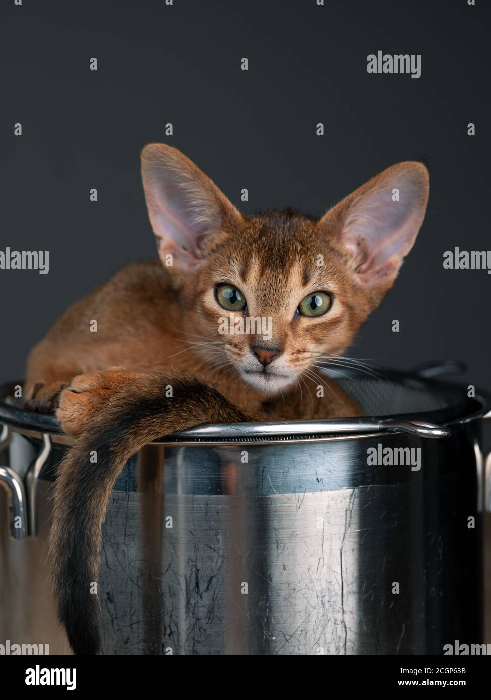 Cat in cooking pot hi-res stock photography and images - Alamy