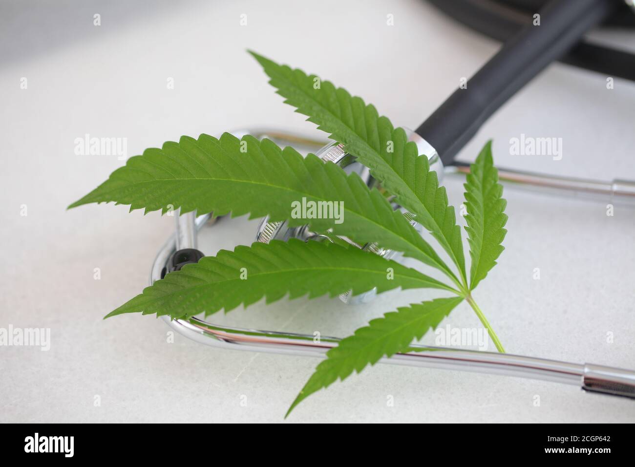 cannabis leaf medical stethoscope on white table. marijuana and health. hemp concept Stock Photo ...