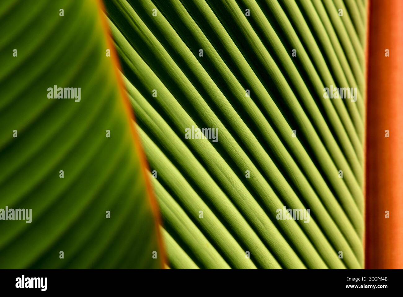 Leaf texture. Background. Wallpaper Stock Photo - Alamy
