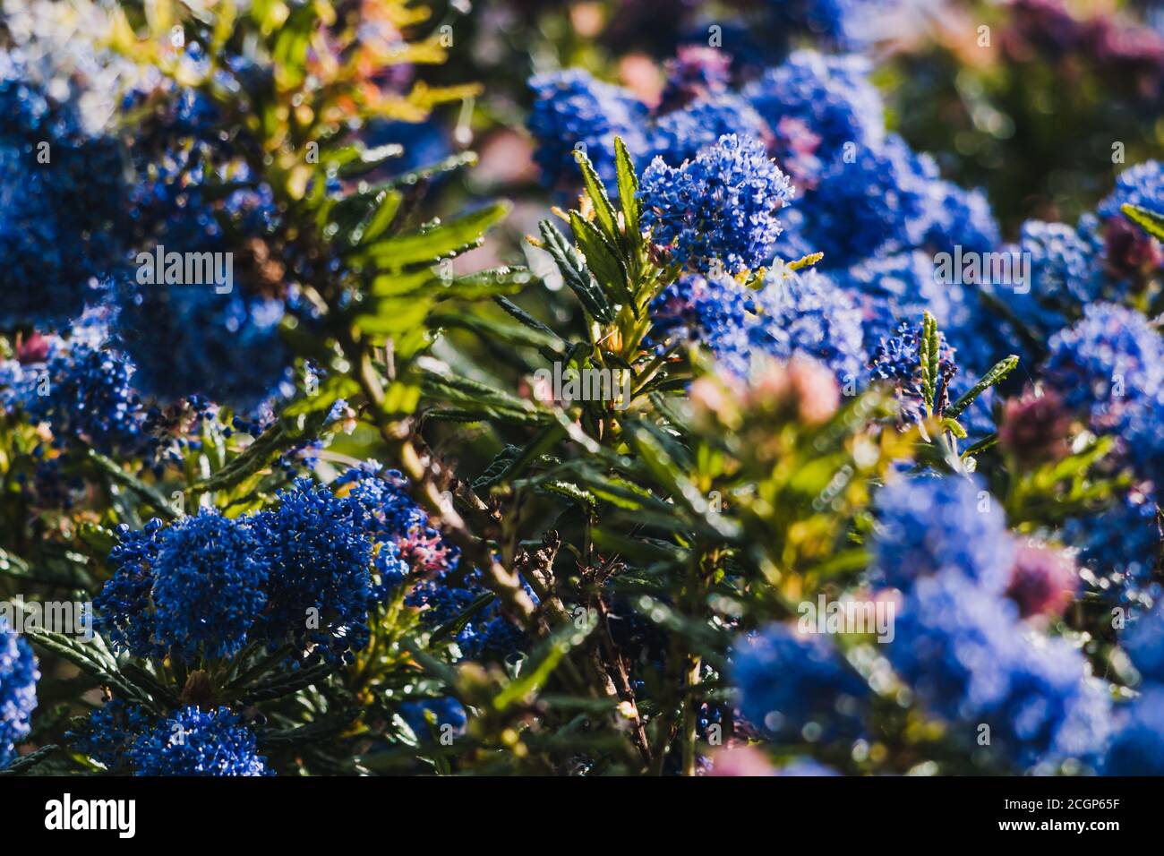 pacific blue ceanothus tree with blue flowers outdoor in sunny backyard ...