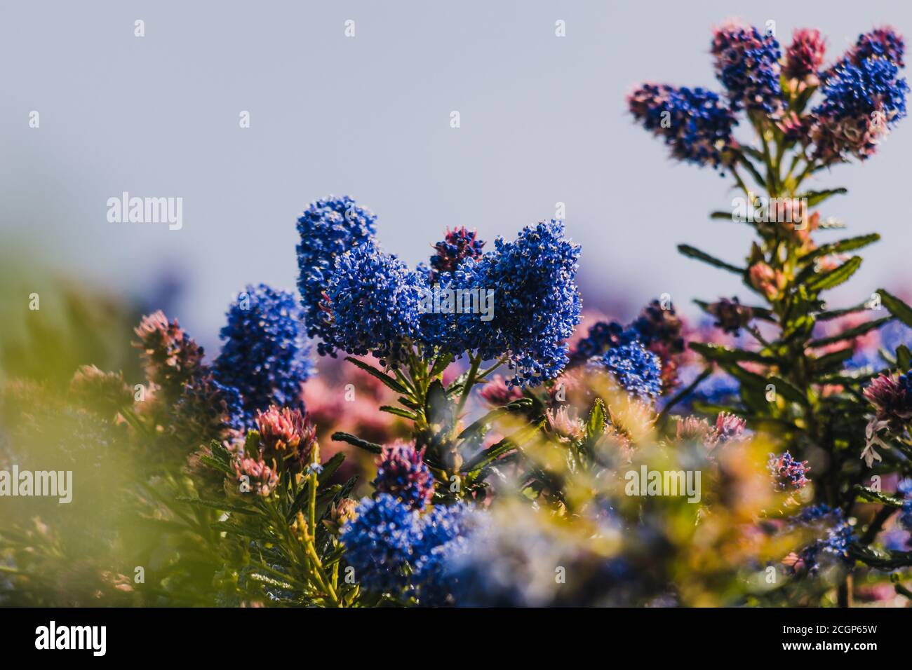pacific blue ceanothus tree with blue flowers outdoor in sunny backyard ...