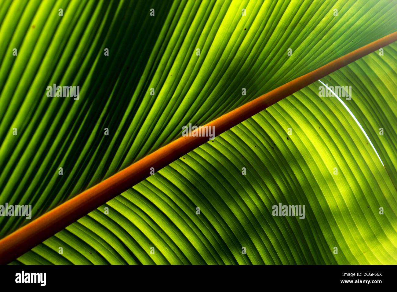 Leaf texture. Background. Wallpaper Stock Photo - Alamy