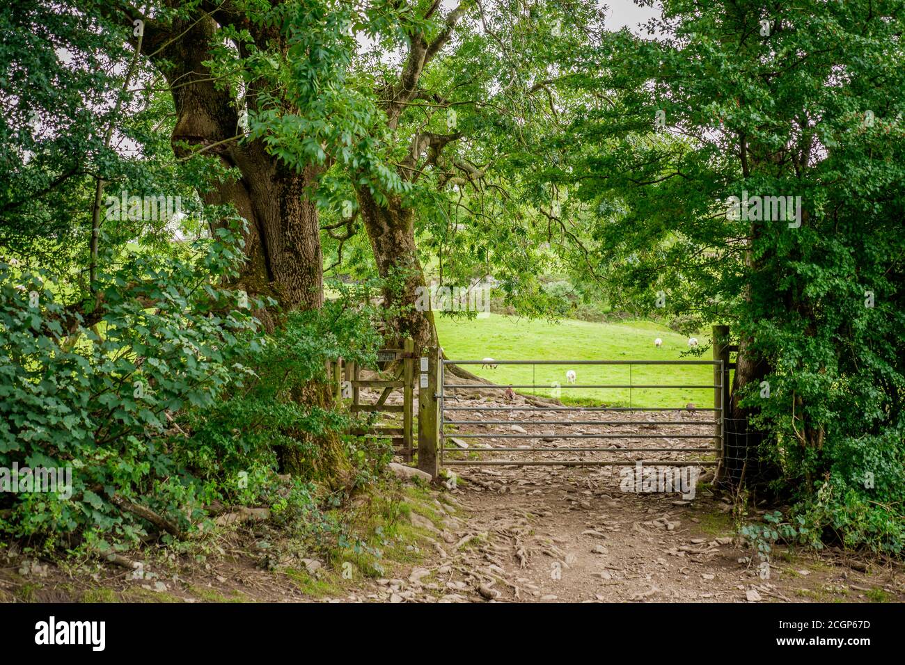 A metal gate leading into a farm field with sheep Stock Photo - Alamy