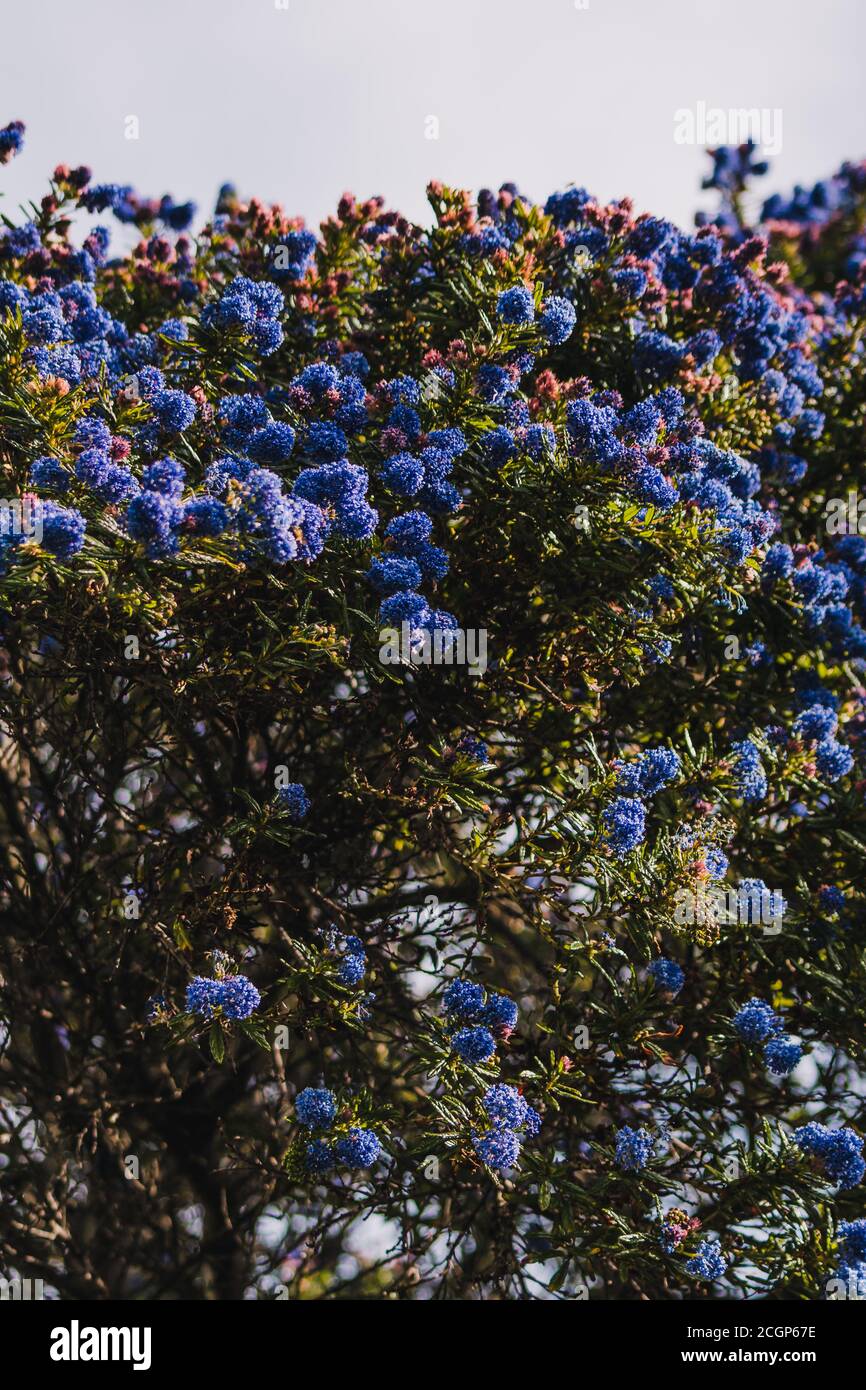 pacific blue ceanothus tree with blue flowers outdoor in sunny backyard ...