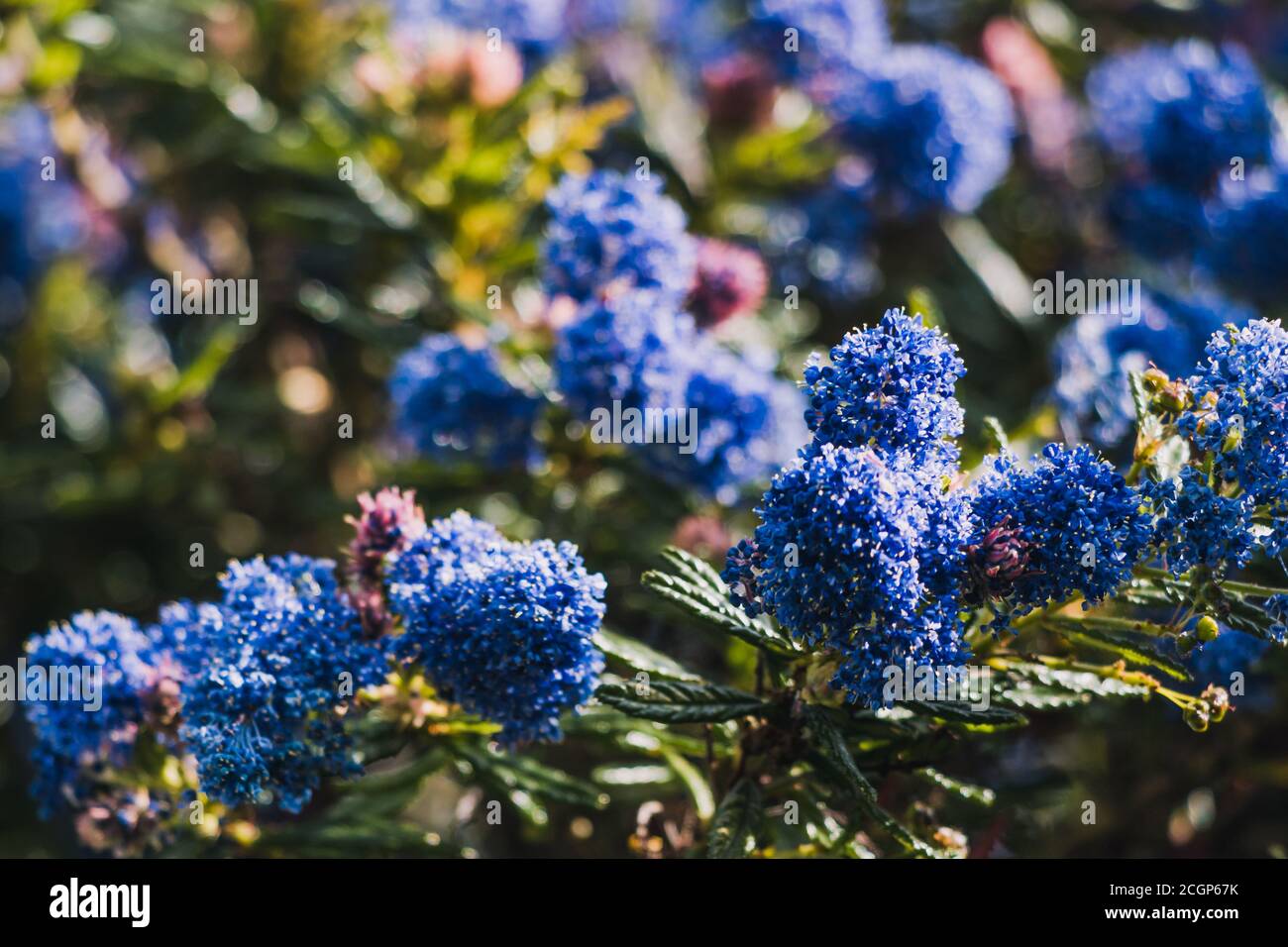 pacific blue ceanothus tree with blue flowers outdoor in sunny backyard ...
