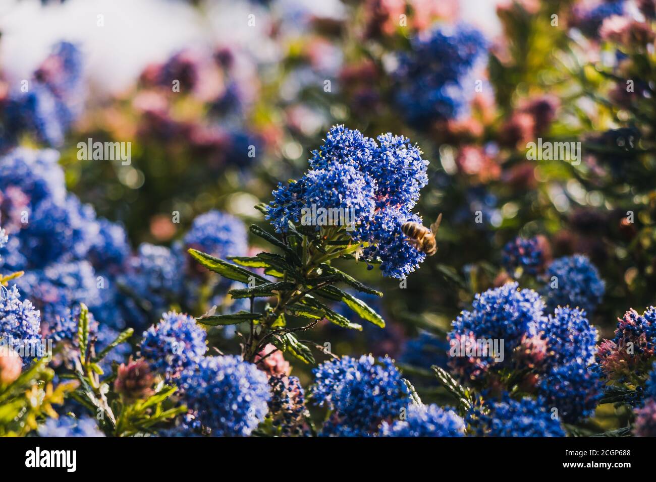 pacific blue ceanothus tree with blue flowers outdoor in sunny backyard ...