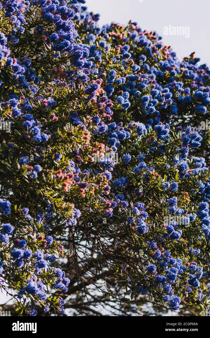pacific blue ceanothus tree with blue flowers outdoor in sunny backyard ...
