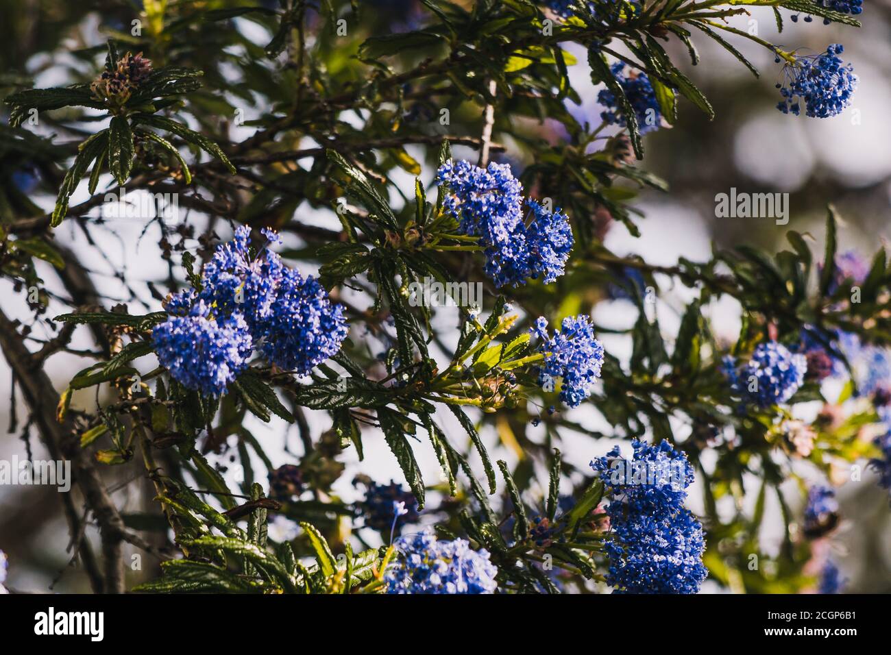 pacific blue ceanothus tree with blue flowers outdoor in sunny backyard ...