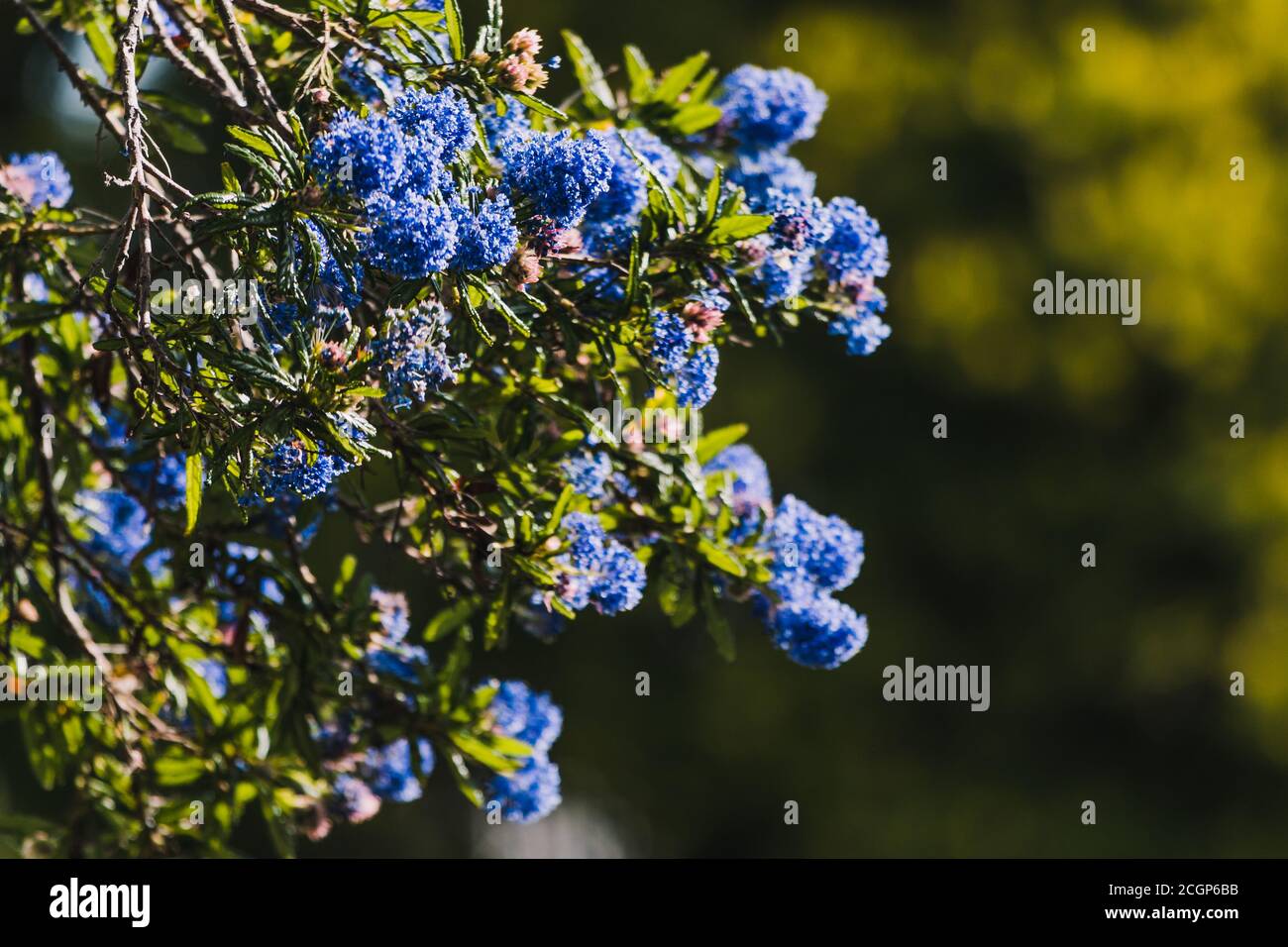 pacific blue ceanothus tree with blue flowers outdoor in sunny backyard ...