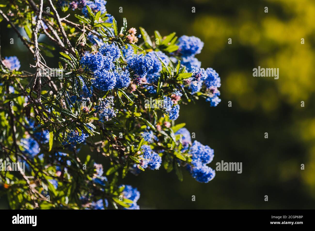 pacific blue ceanothus tree with blue flowers outdoor in sunny backyard ...